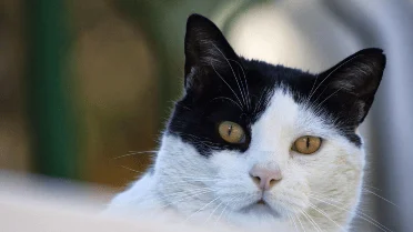 Cats also feel love and show it to their owners in these 10 ways