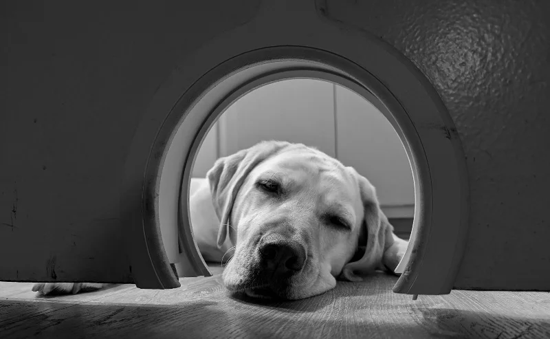 Science explains why dogs sleep facing the door