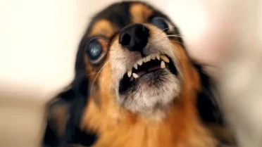 Your Dog May Know You're Stressed Before Anyone Else Does