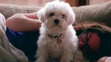 8 signs veterinarians look for in the final stage of a dog's life