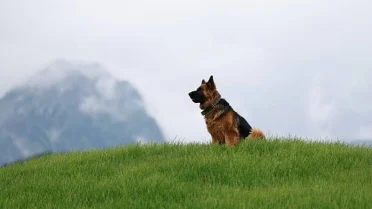 What Disney Character Is Your Dog Breed? These Personality Matches Are ...