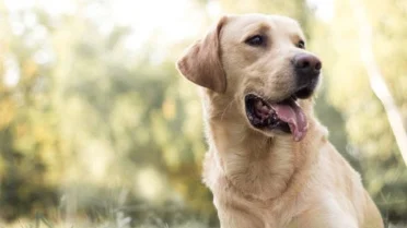 What Disney Character Is Your Dog Breed? These Personality Matches Are ...