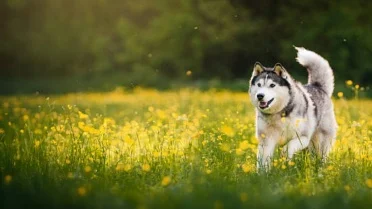 These dog breeds could be Disney princesses because of their personalities