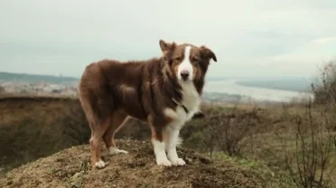 10 Signs Your Dog Thinks He's the Boss, According to the American ...