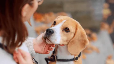 7 expert tips for calming an aggressive dog when guests arrive