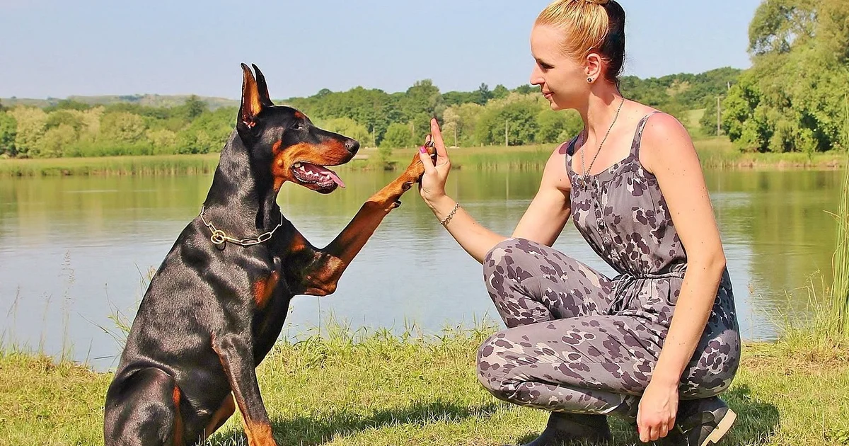 How can I help my aggressive dog relax when there are visitors?