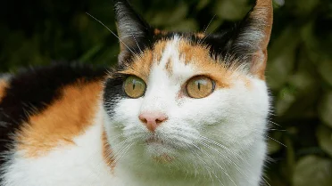 Is my cat happy? The question that worries many owners
