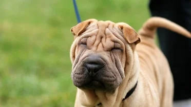 The dog breed that best reflects your personality, according to your ...
