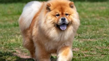 Your Personality Has More in Common With These 12 Dog Breeds Than You Think