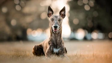 The dog breeds that secretly love attention the most