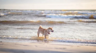 The dog breeds that secretly love attention the most
