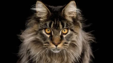 Your personality type has a compatible feline: we'll tell you here