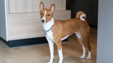 These 11 Independent Dog Breeds Handle Alone Time Better Than Most