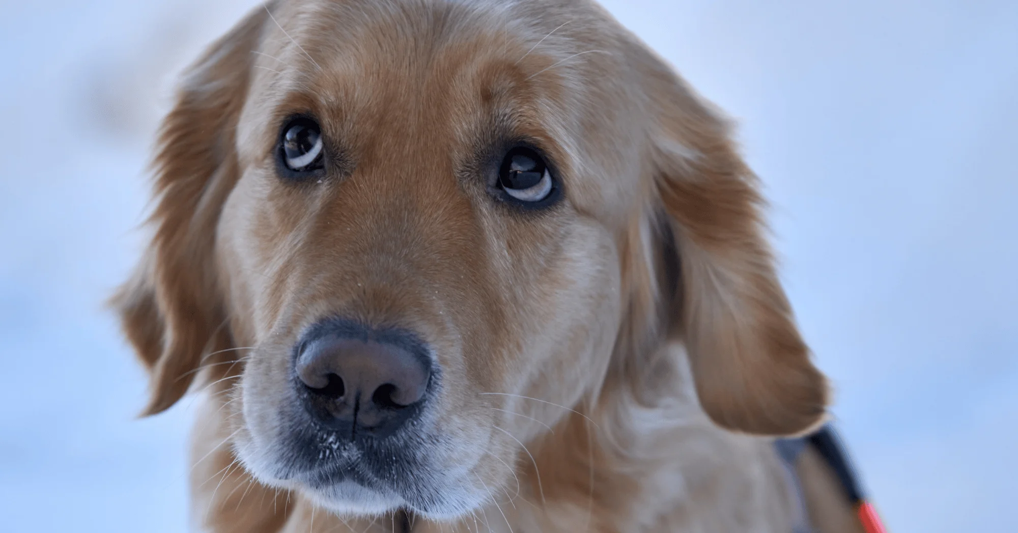 8 mistakes that can slowly damage your bond with your dog