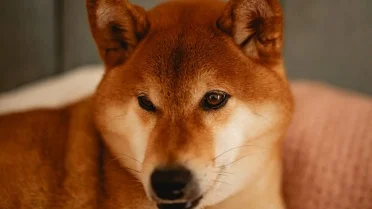 These 16 Dog Breeds Become Incredible Companions Once They Settle In