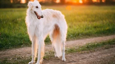 These 16 Dog Breeds Become Incredible Companions Once They Settle In