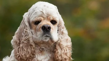 10 signs of affection that dogs only reserve for the people they love most