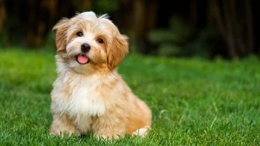 The Dog Breeds That Give Owners the Most Years Together