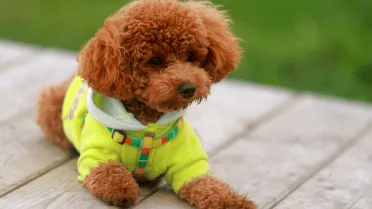 These 7 Dog Breeds Look Exactly Like Real-Life Teddy Bears