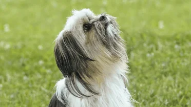 Small Dogs, Big Character: The Real Reason for Their Courage