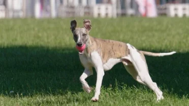 These Small Dog Breeds Have a Way of Winning People Over