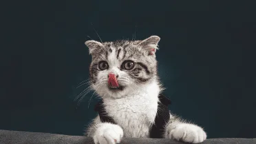 The sweet reason why your cat doesn't want to lose sight of you