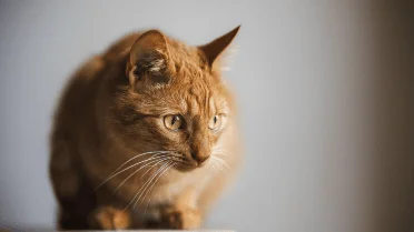 The Secret to Getting Your Cat Used to Using Its Litter Box