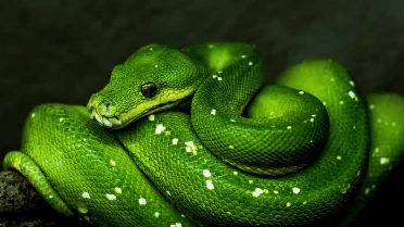 If These 10 Backyard Animals Show Up in Your Yard, Experts Say You ...