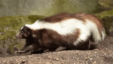 If These 10 Backyard Animals Show Up in Your Yard, Experts Say You ...