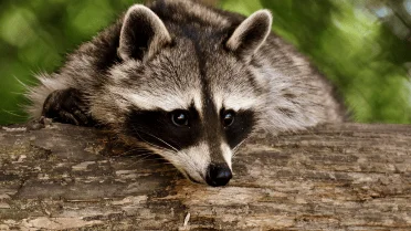 If These 10 Backyard Animals Show Up in Your Yard, Experts Say You ...