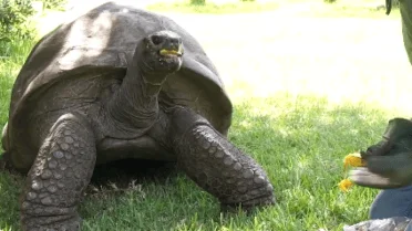 Jonathan: La tortuga de 194 años que sigue haciendo historia