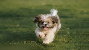 Experts say these are the easiest dogs to emotionally bond with