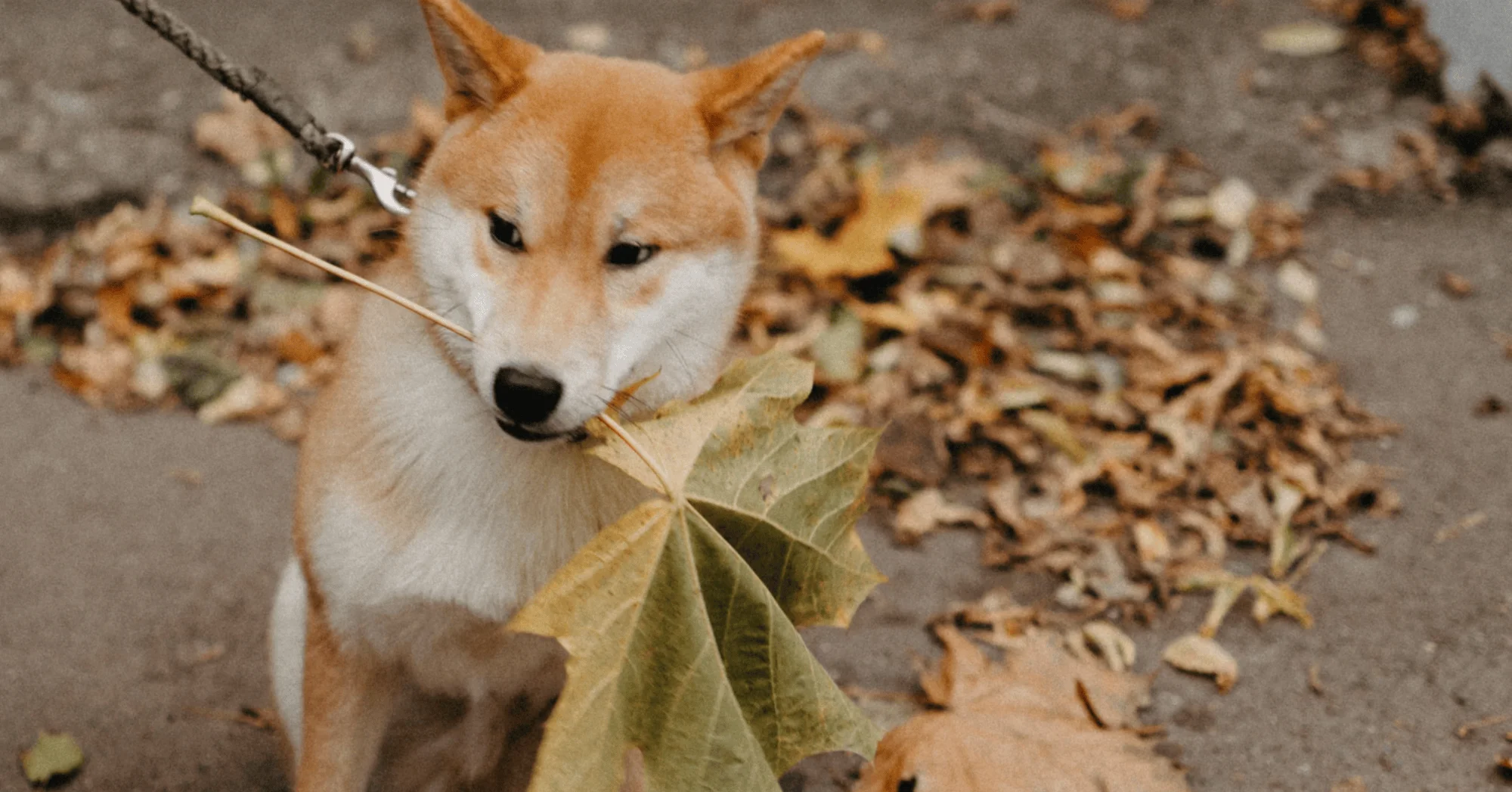 Animal behaviorists reveal why dogs bring gifts to owners