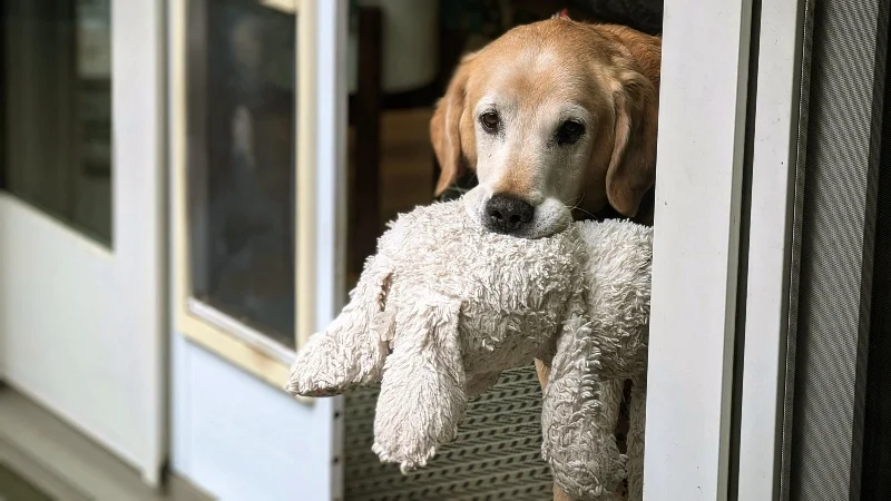 Animal behaviorists reveal why dogs bring gifts to owners