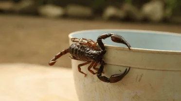 9 Scents That May Help Keep Scorpions Away From Your Garden This Summer