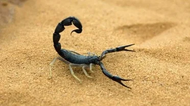 9 Scents That May Help Keep Scorpions Away From Your Garden This Summer