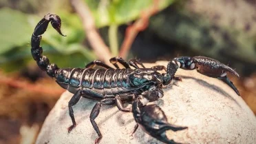 9 Scents That May Help Keep Scorpions Away From Your Garden This Summer