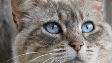6 signs that a cat doesn't like you and 5 that it actually likes you ...