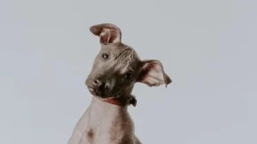 Feeling anxious or sad these days? Your dog knows