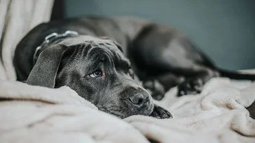 Is your dog hiding pain? 9 signs you should never ignore