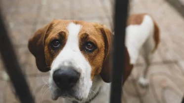Is your dog hiding pain? 9 signs you should never ignore