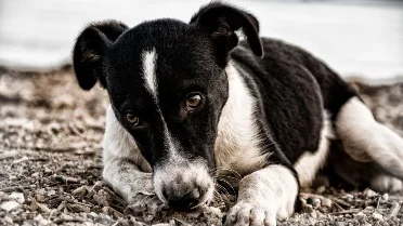 Is your dog hiding pain? 9 signs you should never ignore