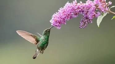 Signs Your Connection With Hummingbirds May Reveal Your Hidden Life Energy
