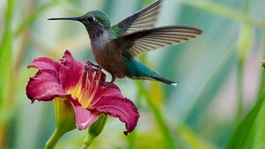 Signs Your Connection With Hummingbirds May Reveal Your Hidden Life Energy