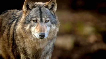 Signs You Share Personality Traits With These Wild Animals Based on ...