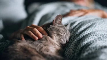 What It Means When Your Cat Snuggles Up to You and Stares, According to ...