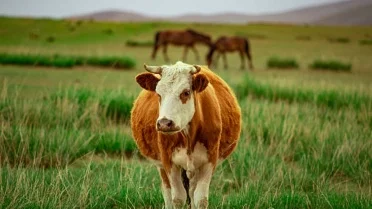 What Your Daily Habits Reveal About the Farm Animal Youd Connect With Most