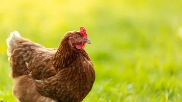 What Your Daily Habits Reveal About the Farm Animal Youd Connect With Most