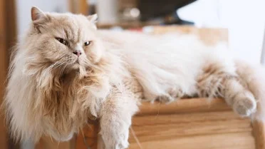 The unexpected connection between your personality and the ideal cat ...