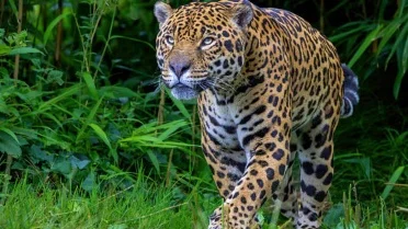 What your adventurous spirit reveals about the wild animal you most ...